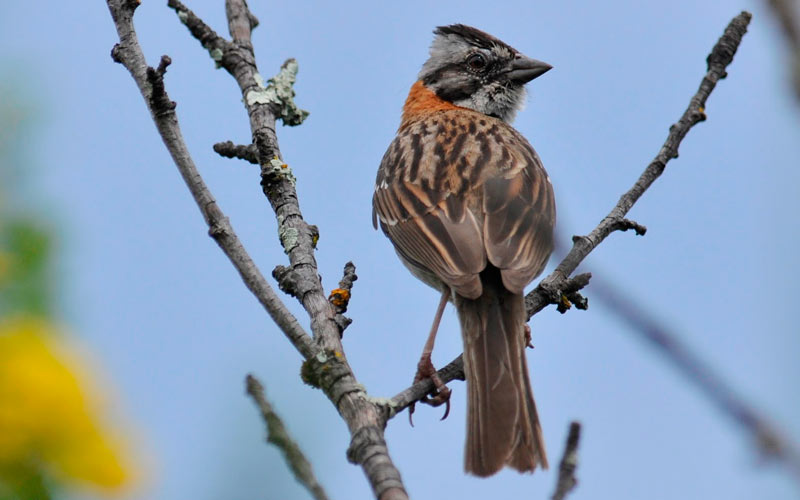 Bird Watching with Machupicchu 6D/5N - Inka Sites Adventures - Inka ...