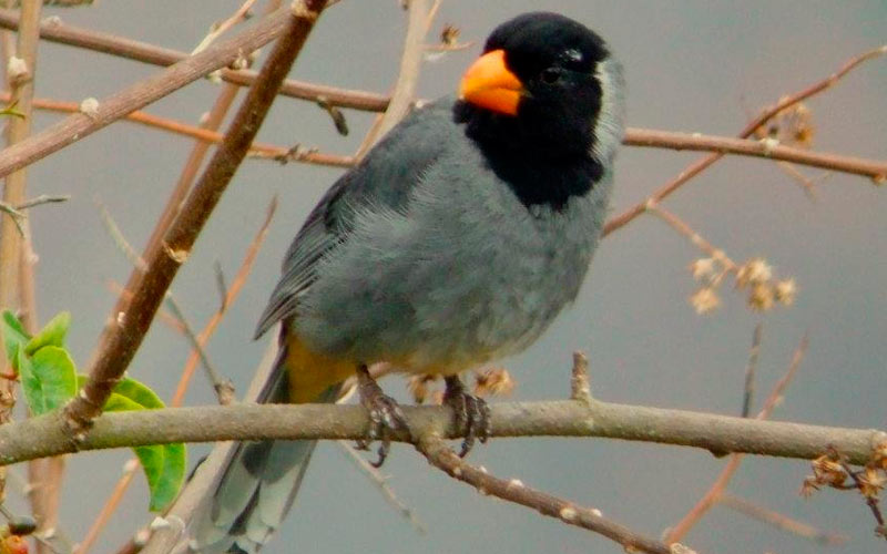 Bird Watching with Machupicchu 6D/5N - Inka Sites Adventures - Inka ...