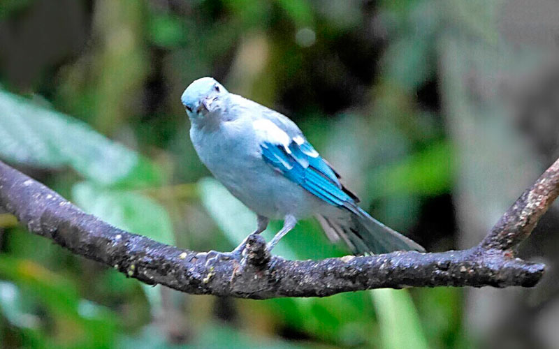 Bird Watching with Machupicchu 6D/5N - Inka Sites Adventures - Inka ...