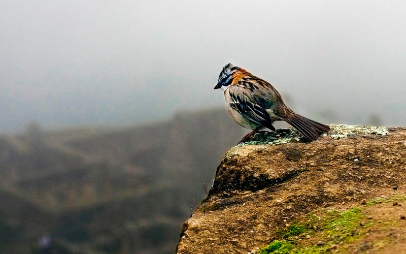 Bird Watching with Machupicchu 6D/5N - Inka Sites Adventures - Inka ...